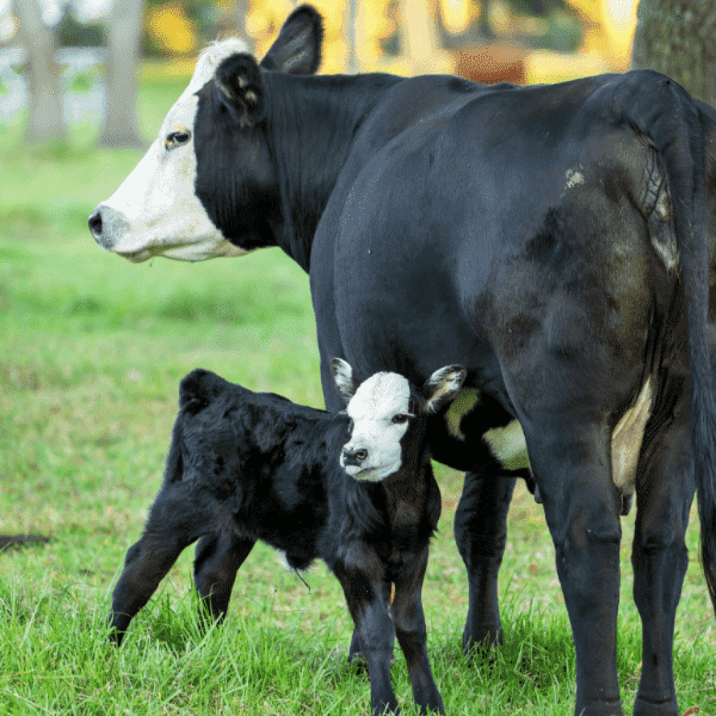 Calf Scours: Symptoms, Causes, And Treatments - US Whip